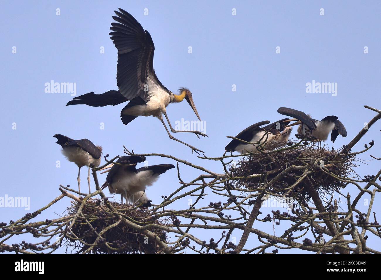 Greater adjutant storks bird seen on top of a silk cotton tree in ...