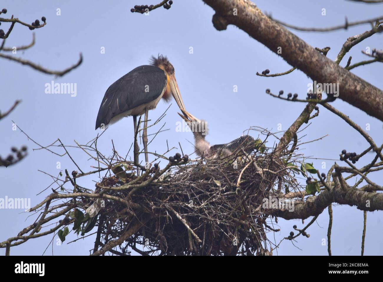 Greater adjutant storks bird seen feeding her baby on top of a silk ...