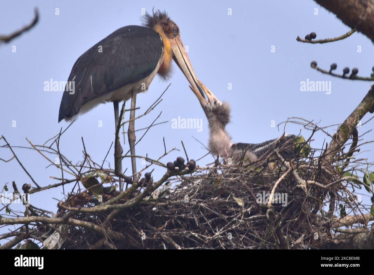 Greater adjutant storks bird seen feeding her baby on top of a silk ...