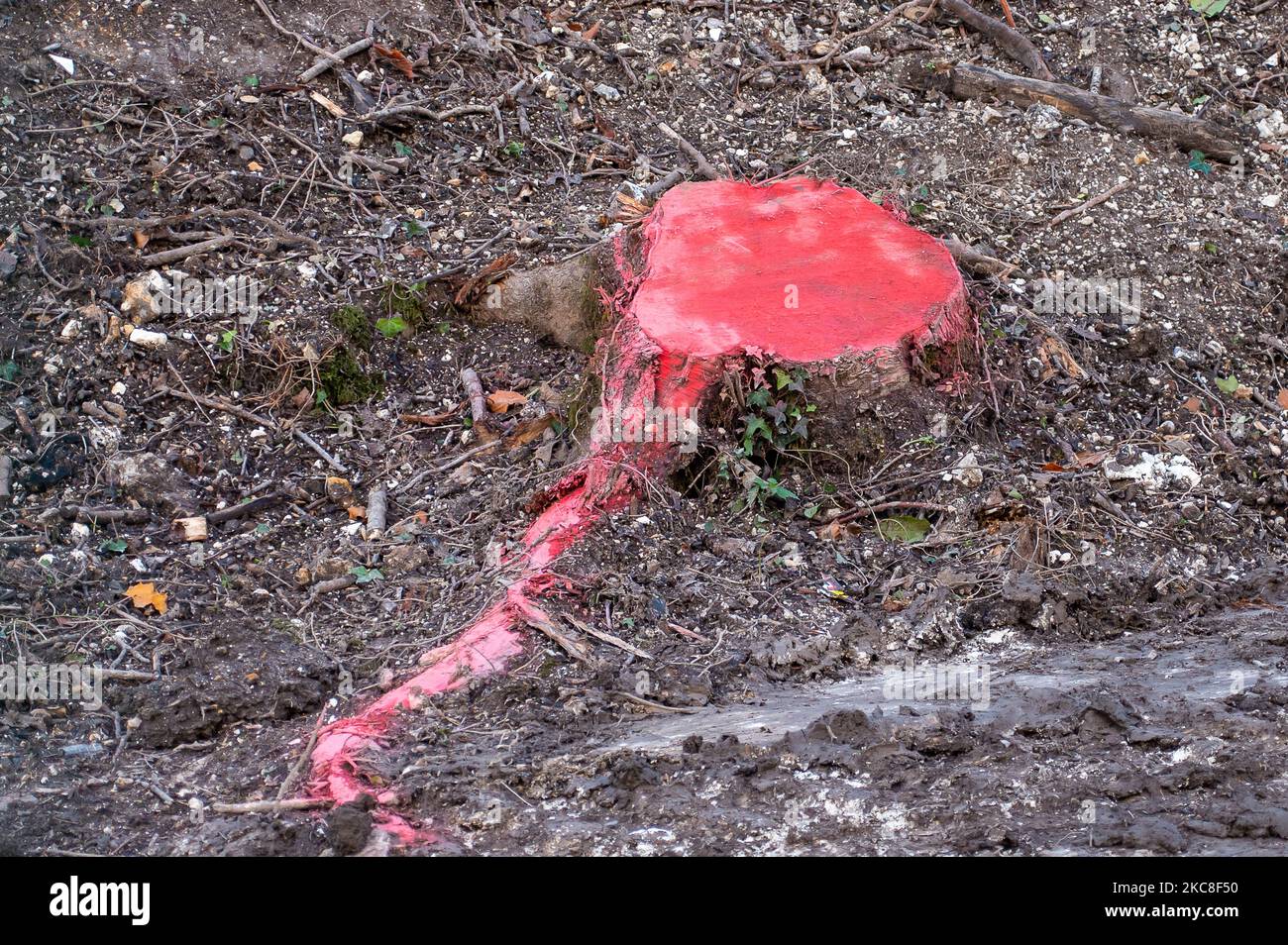 Long line tree stumps hi-res stock photography and images - Alamy
