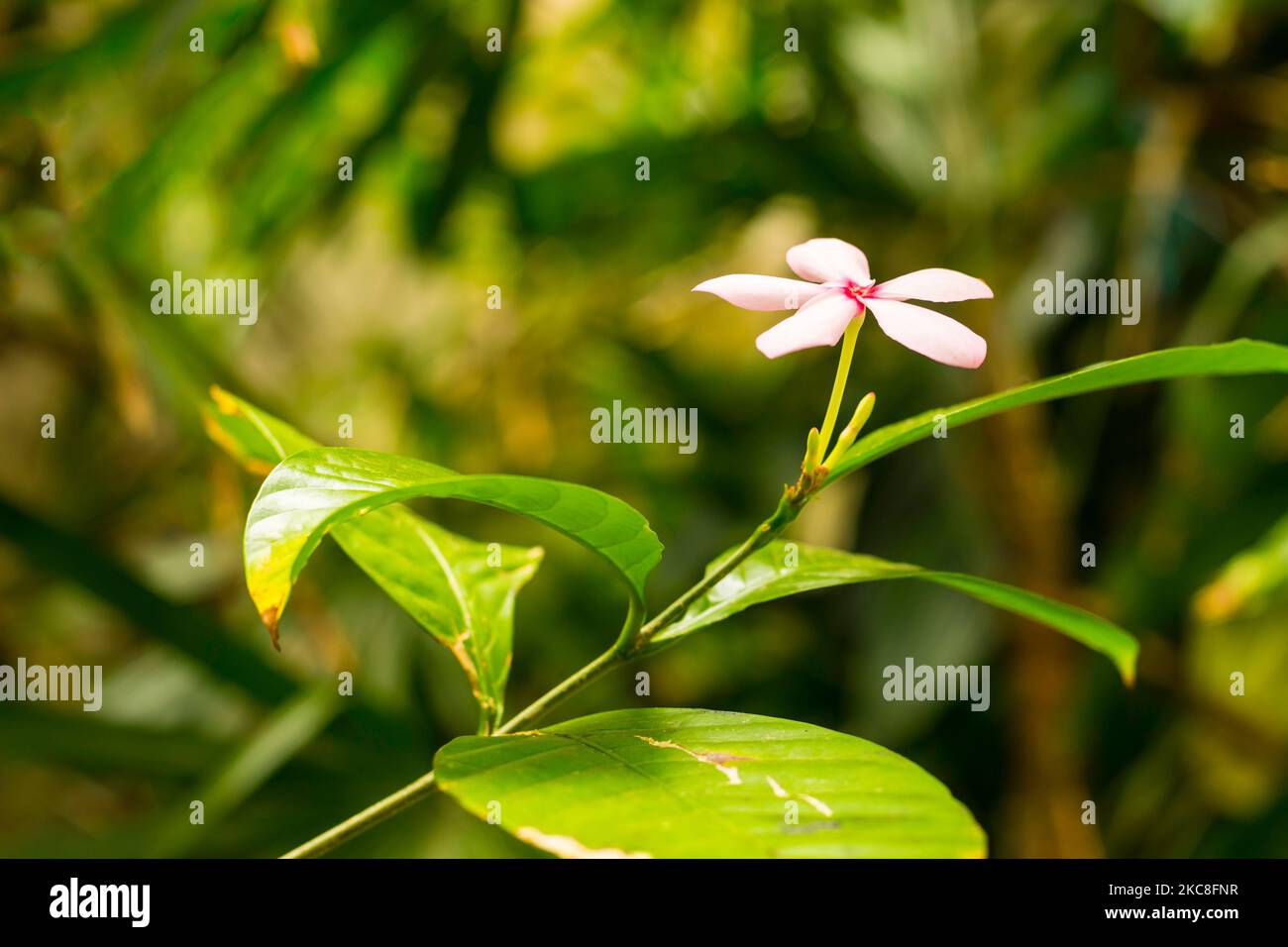 A macro of a Kopsia flower over a green background Stock Photo - Alamy