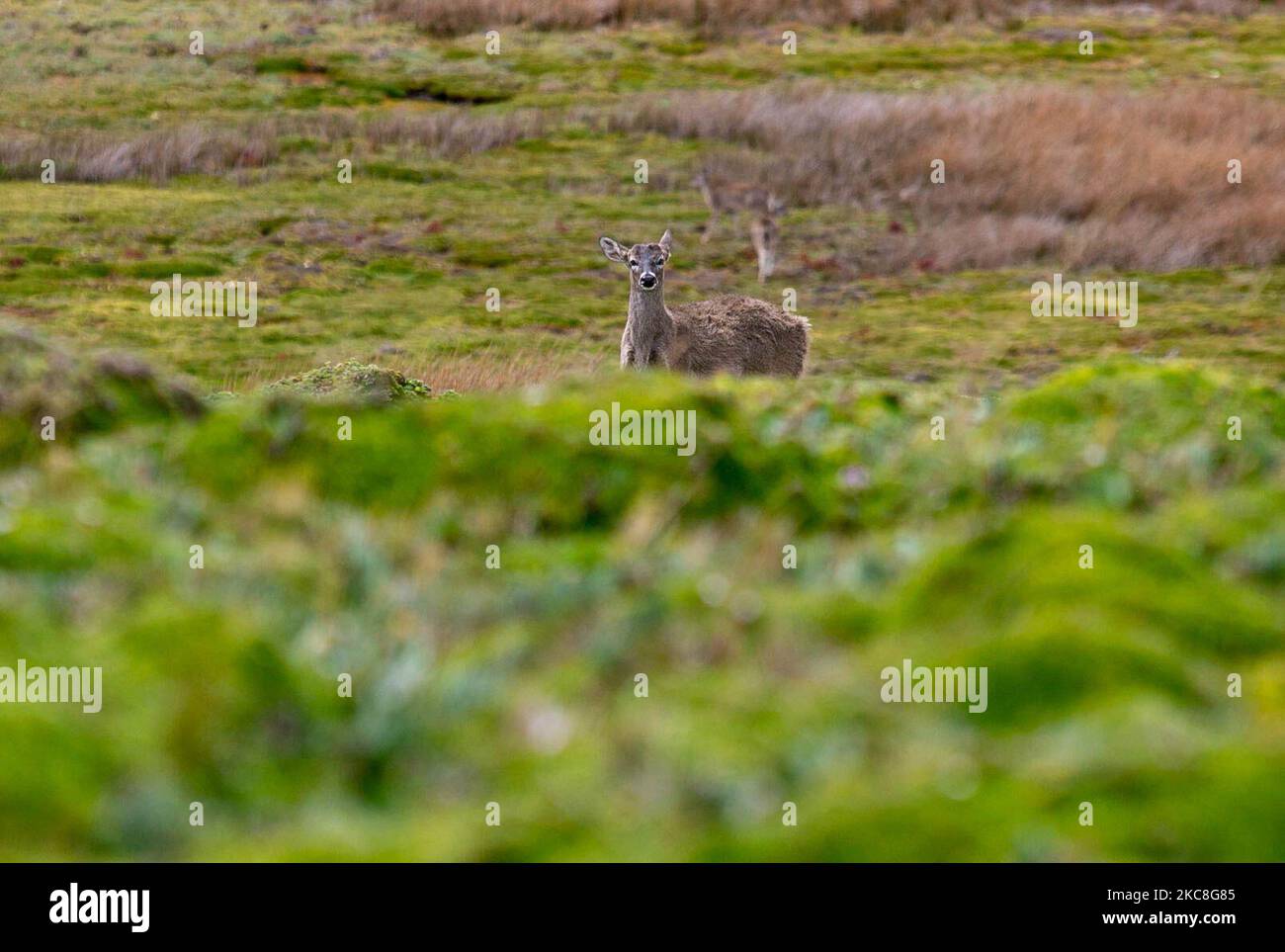 Wild animals of the Antisana ecological reserve in Quito, Ecuador, on ...
