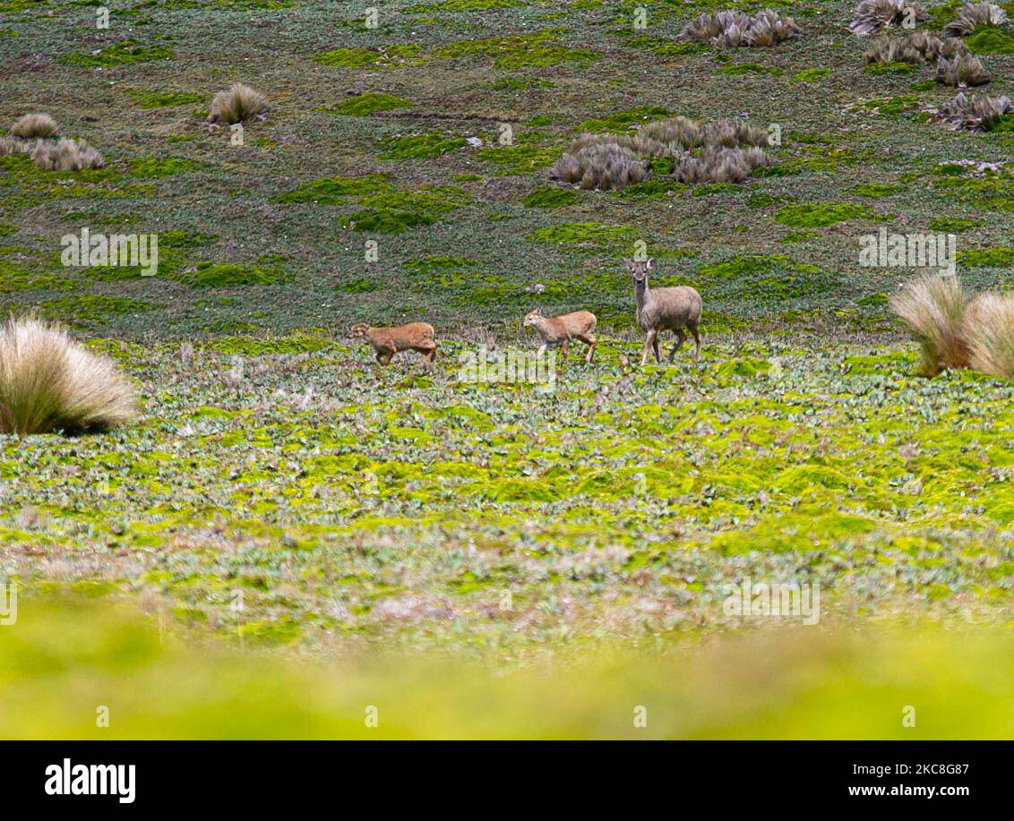Wild animals of the Antisana ecological reserve in Quito, Ecuador, on ...