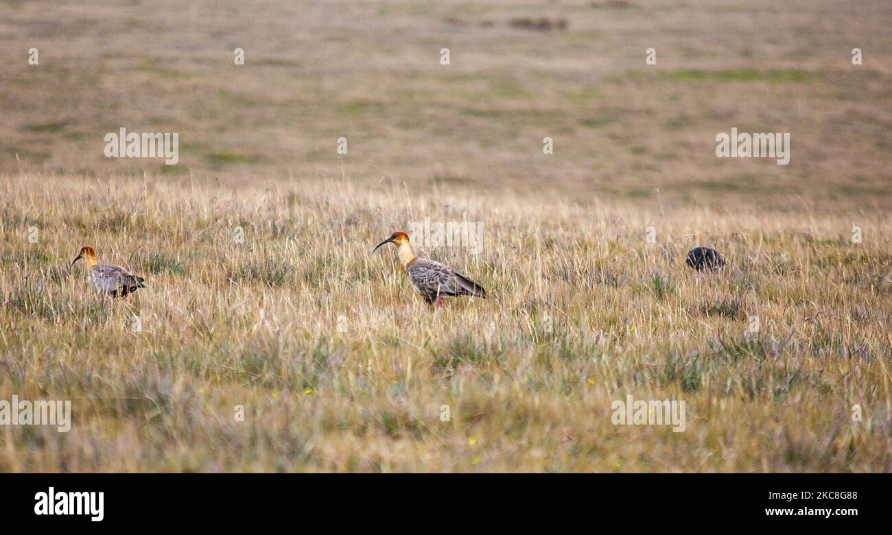Wild animals of the Antisana ecological reserve in Quito, Ecuador, on ...