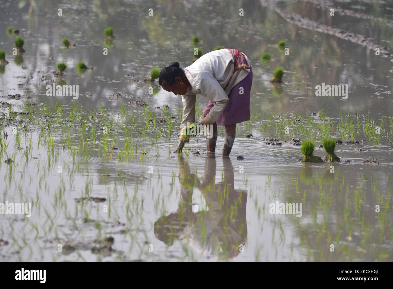 Tribal farmers replant rice saplings in a paddy field in a field at ...