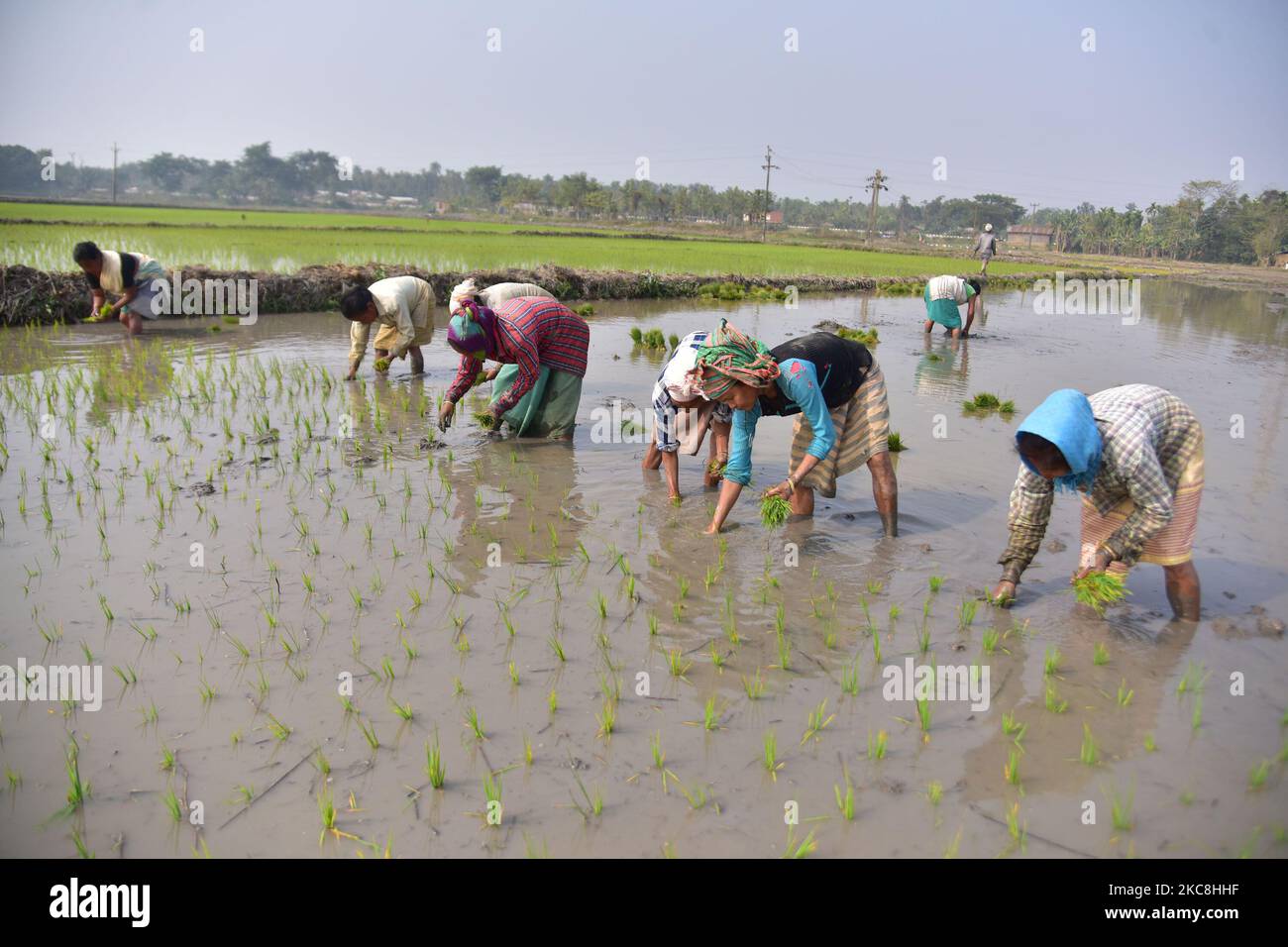 Tribal farmers replant rice saplings in a paddy field in a field at ...