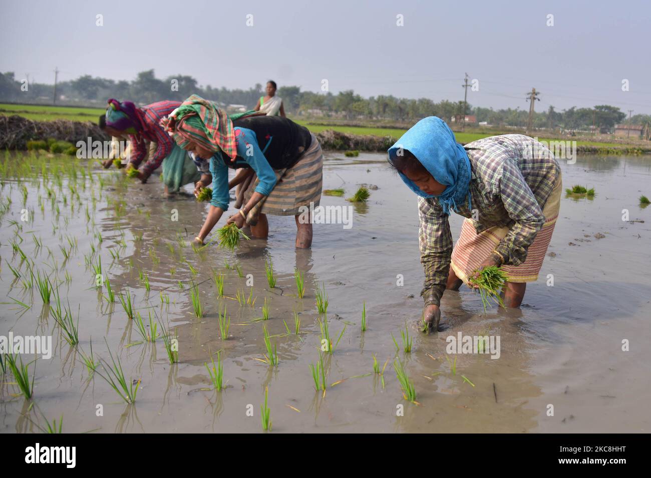 Tribal farmers replant rice saplings in a paddy field in a field at ...