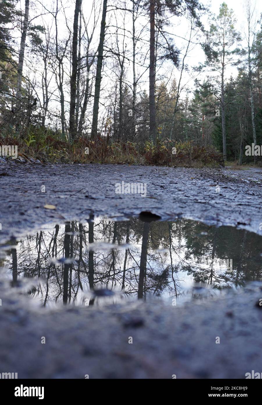 A puddle on dirt road in a forest Stock Photo - Alamy