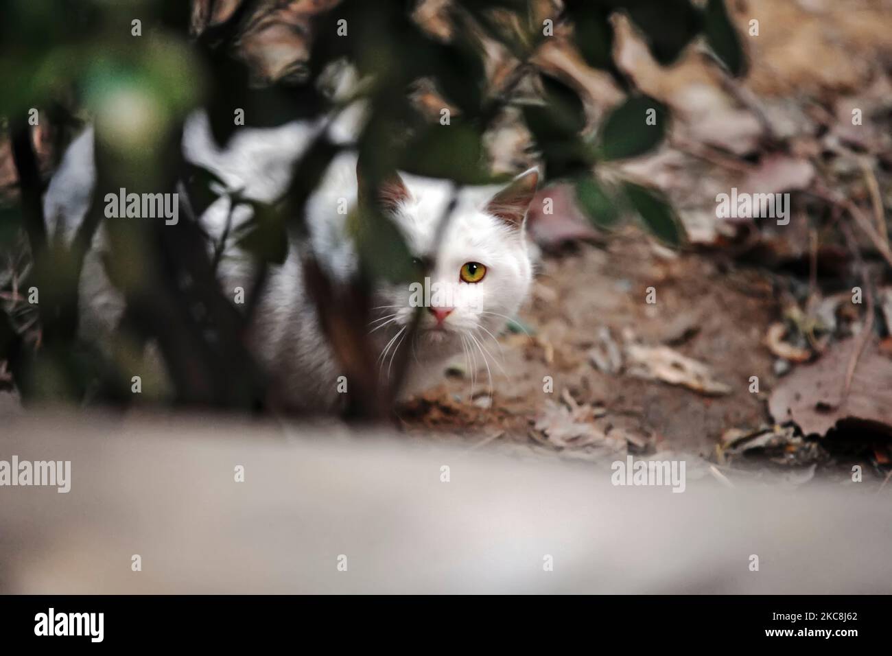 A cute fluffy white cat playing outside and hiding behind a tree on the ...