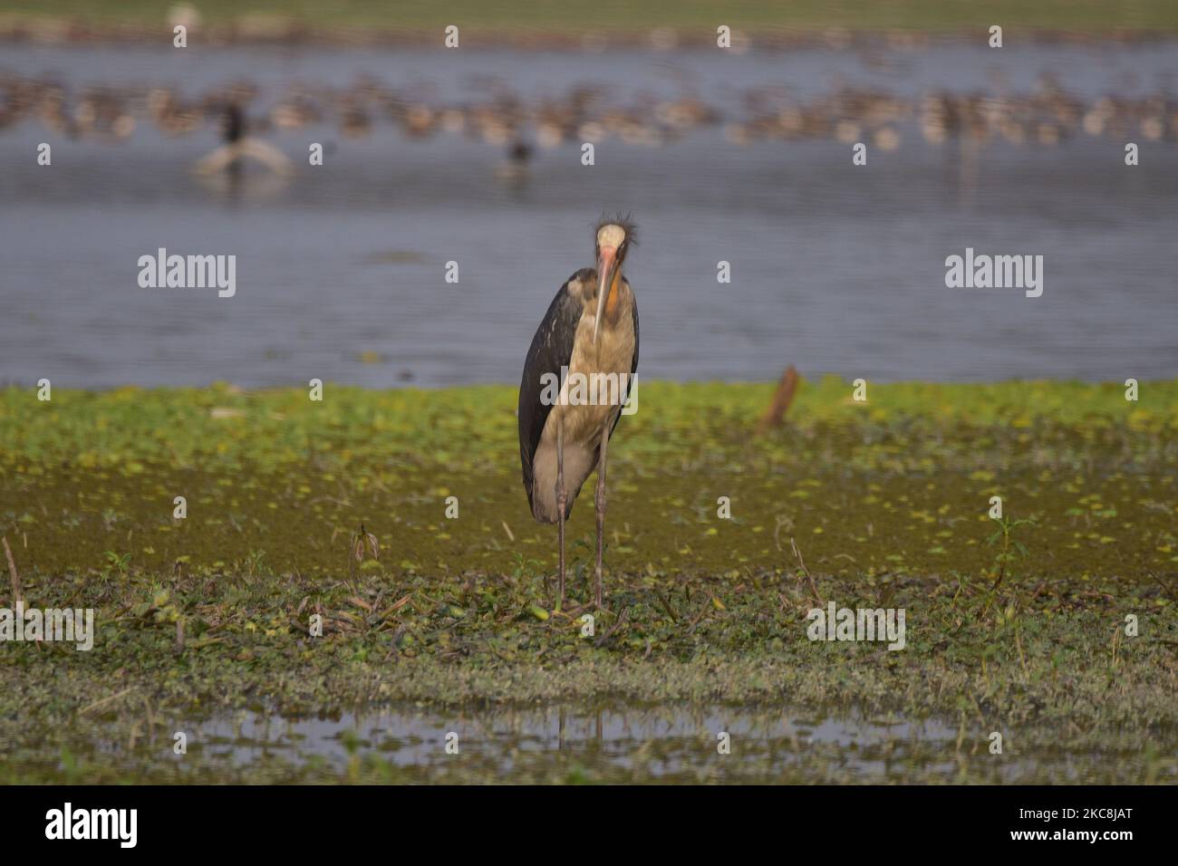 A Lesser Adjutant Stork is seen in a winter morning on at Pobitora ...