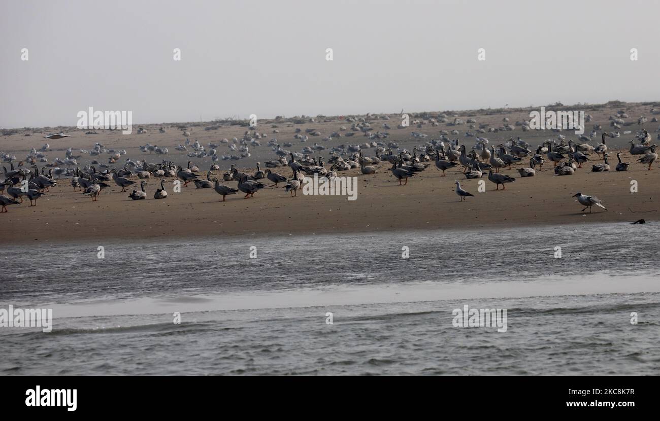 Shelduc birds hi-res stock photography and images - Alamy