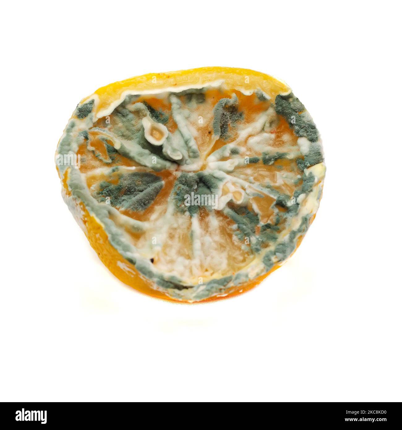 Moldy spoiled half of lemon isolated on white background Stock Photo ...