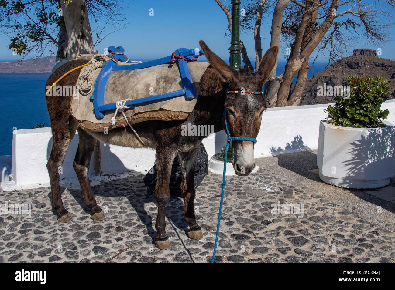 A donkey standing in Imerovigli near Thera in Santorini Volcano Island ...