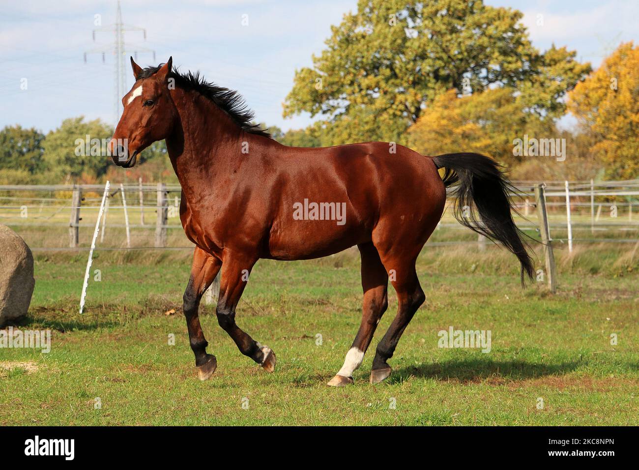 A Stallion which is a male brown horse, in the field surrounded with ...