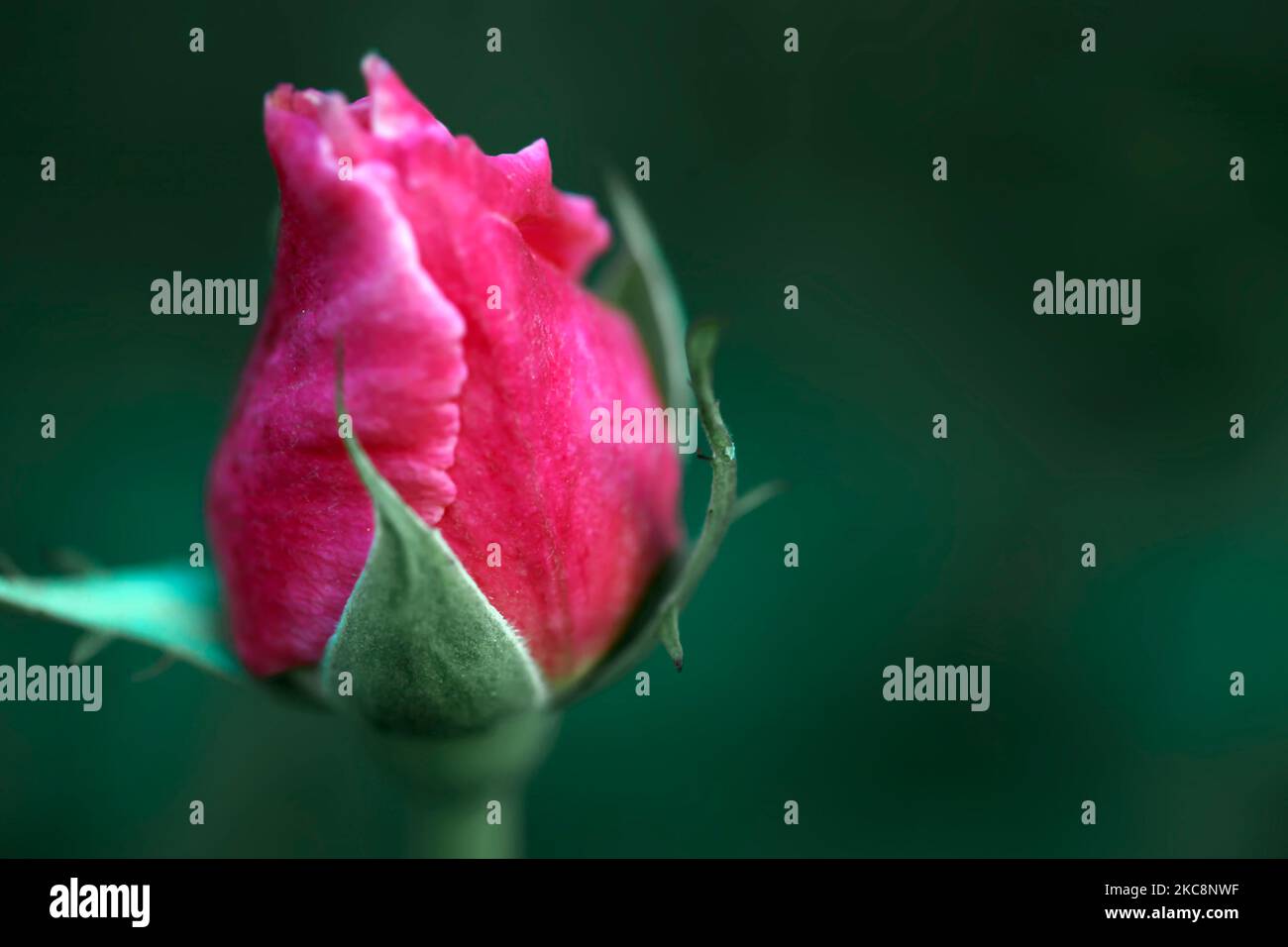 A selective focus shot of pink rose bud Stock Photo - Alamy
