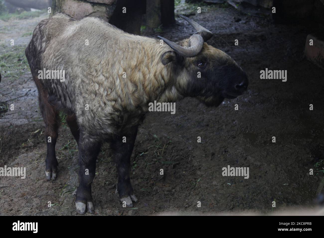 Bovidae family hi-res stock photography and images - Alamy