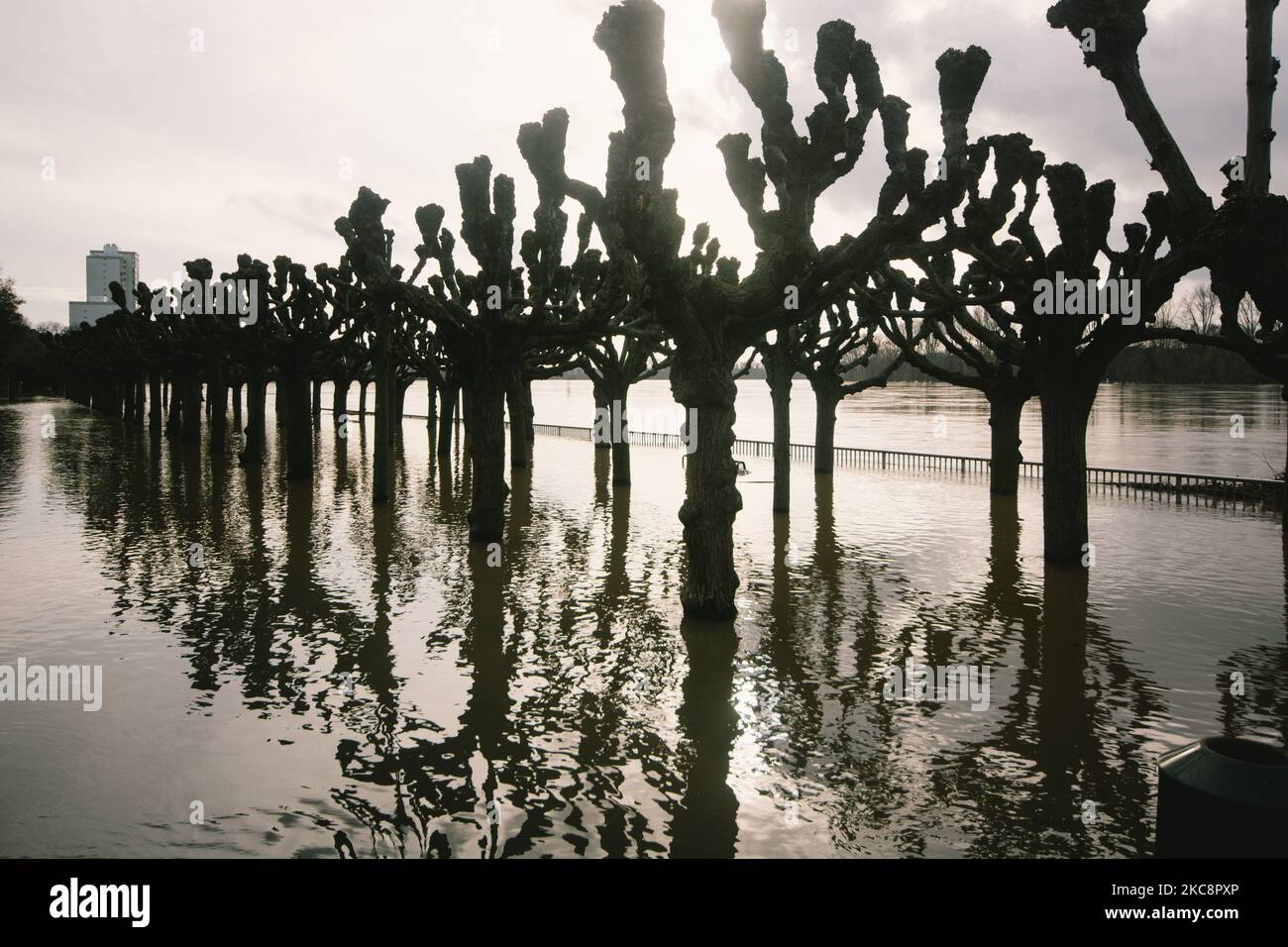 trees are seen under the water as Rhine river water level reaches to ...