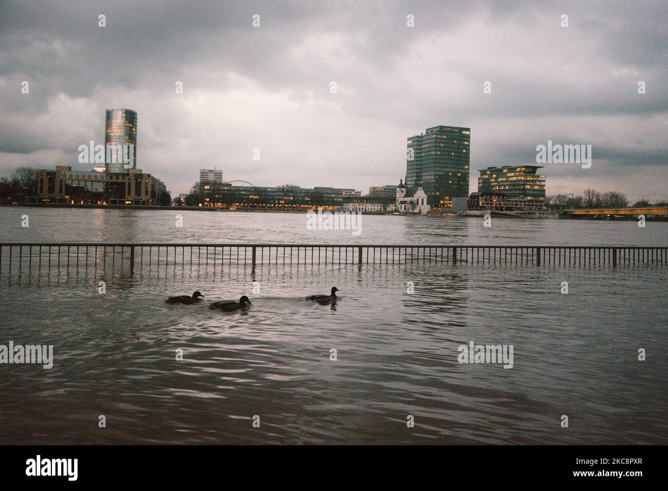 daucks are seen in a flooded aea in Cologne as Rhine river water level ...