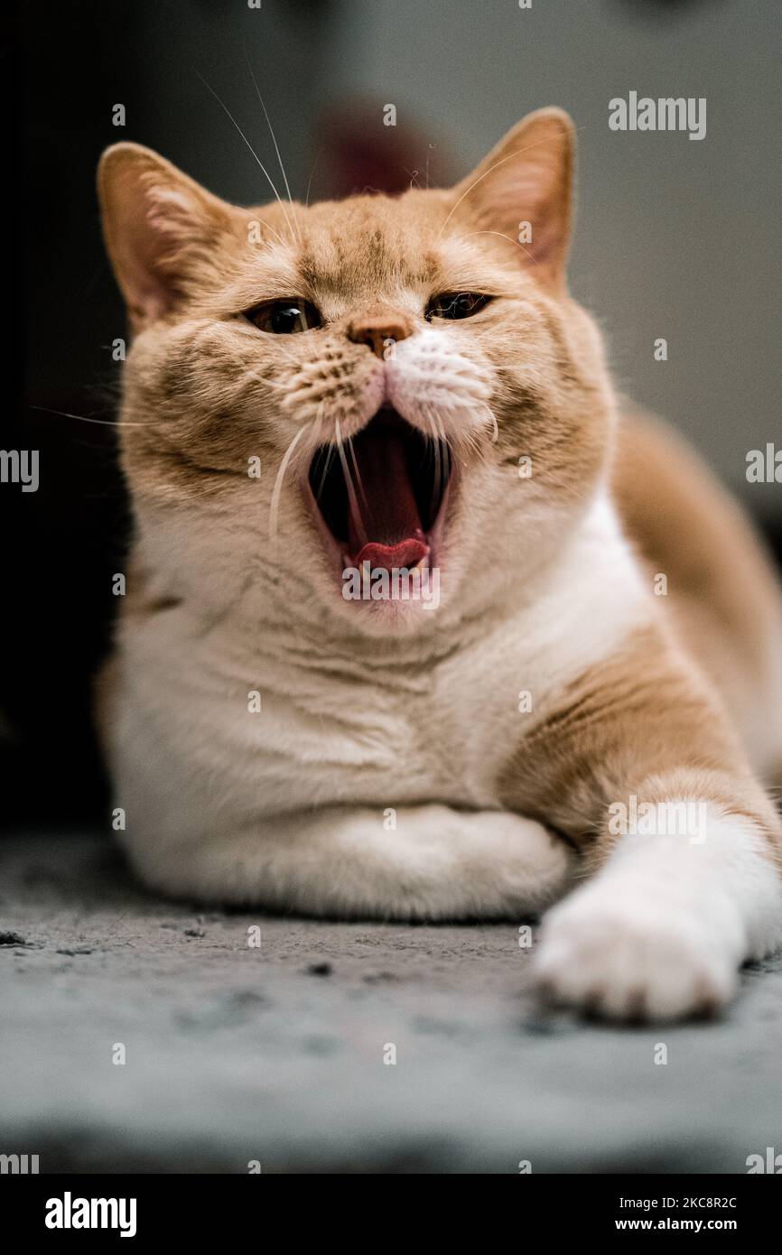 A vertical shot of sleepy cat yawning while lying on ground Stock Photo ...