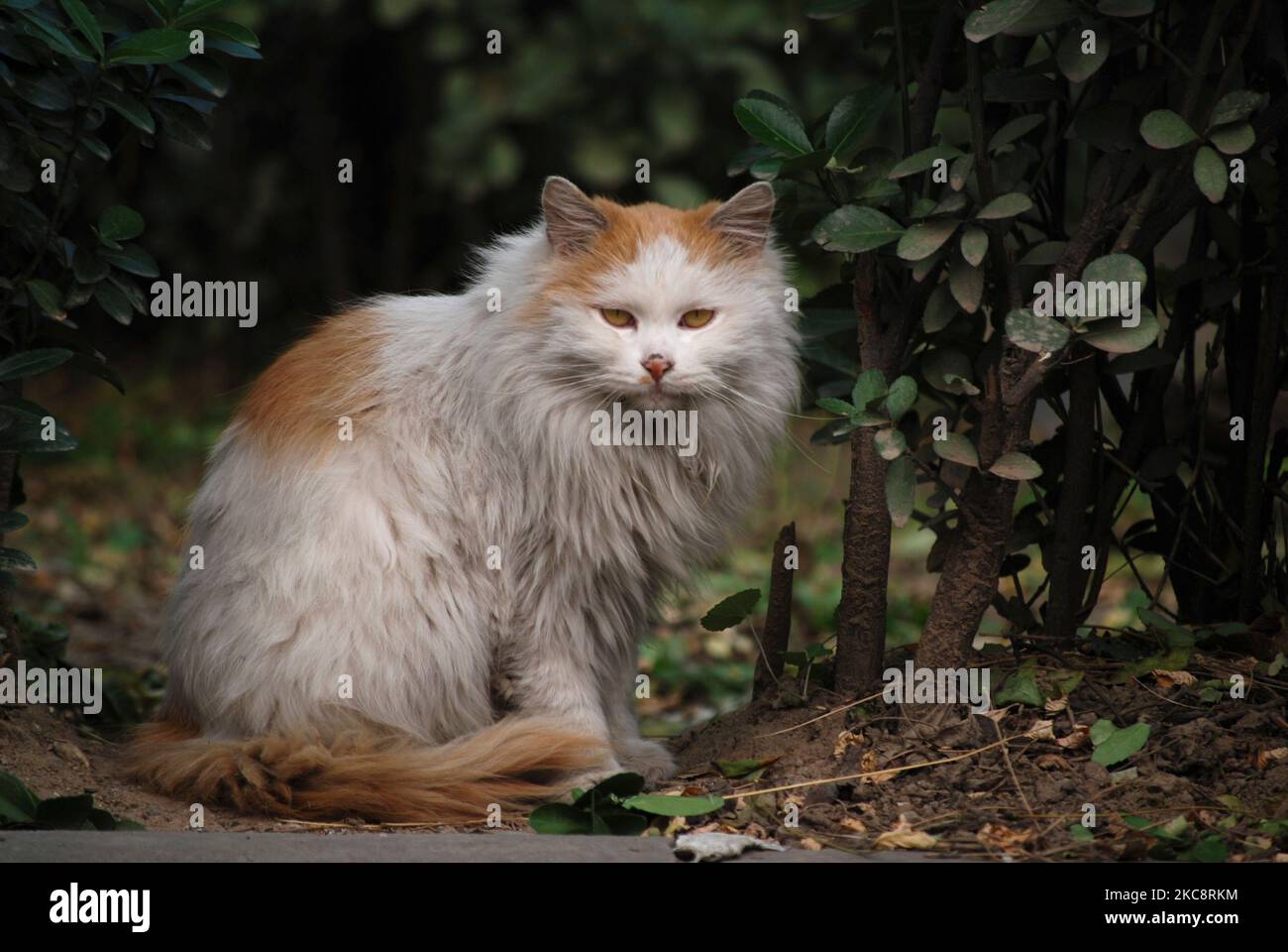 A closeup shot of a cute ginger cat outdoors Stock Photo - Alamy