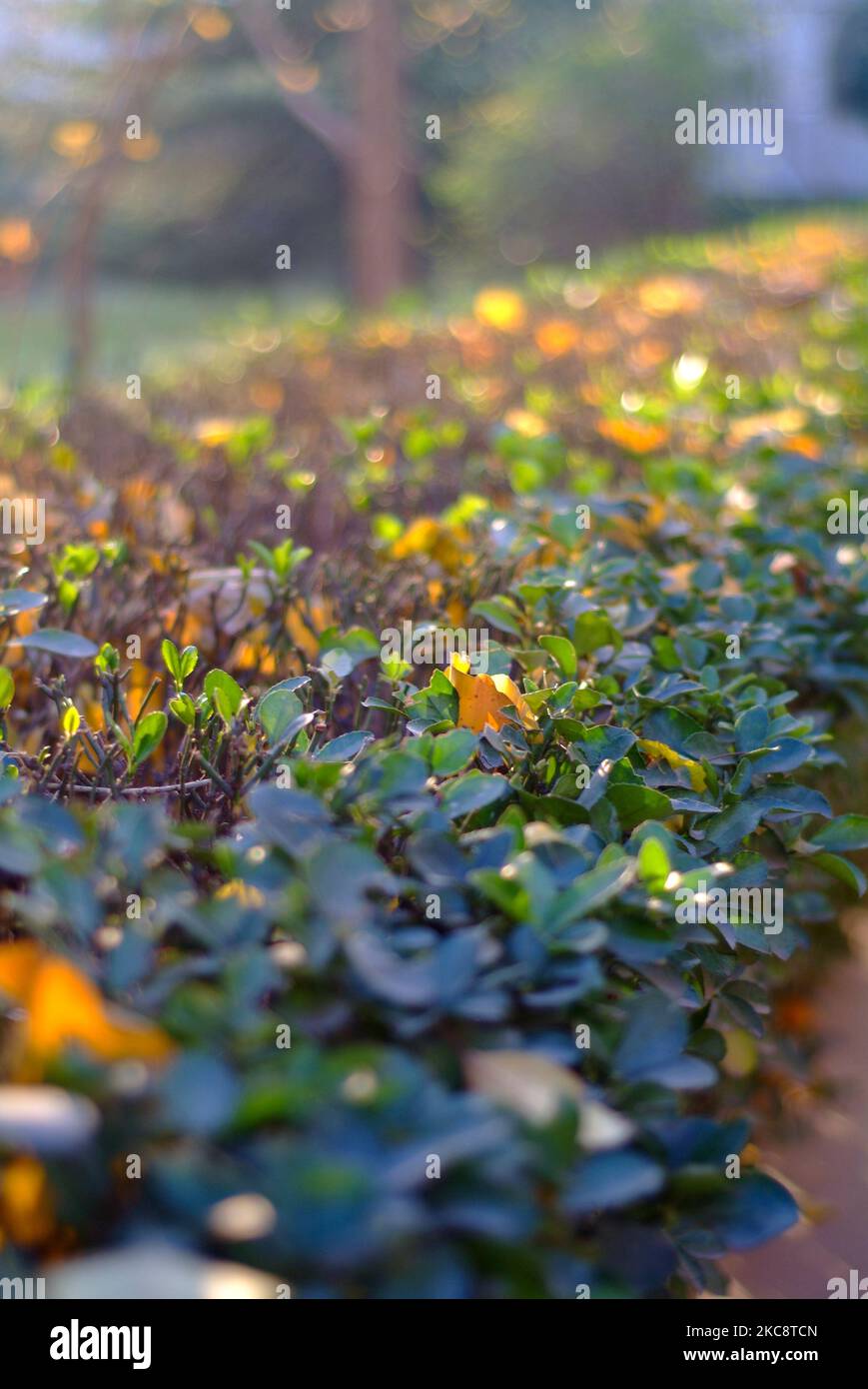 A vertical shot of ivies covered with sunlight Stock Photo - Alamy