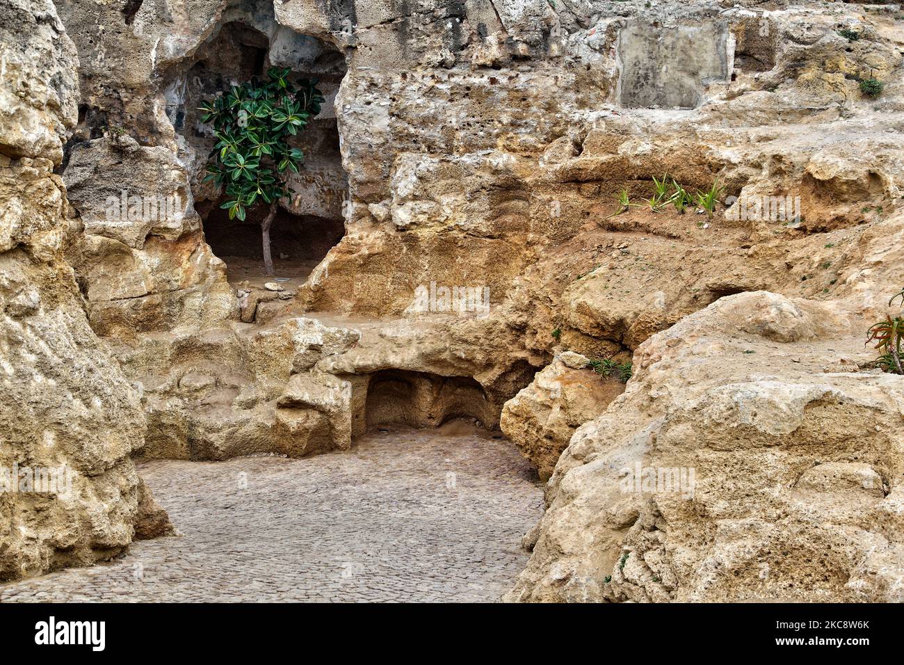 Tree growing near the entrance to the Caves of Hercules (Grottes d ...