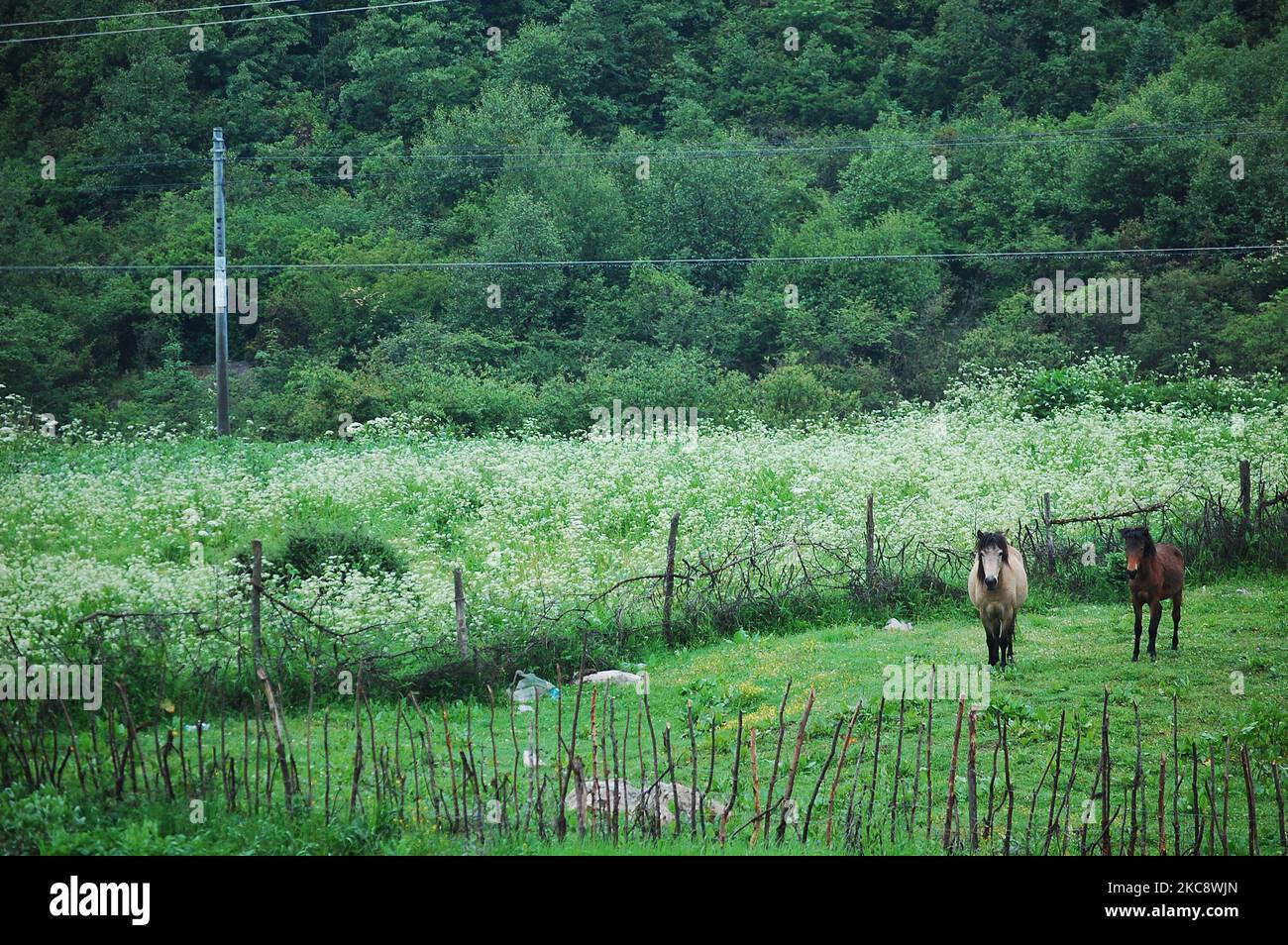 A view of the horses in the field Stock Photo - Alamy