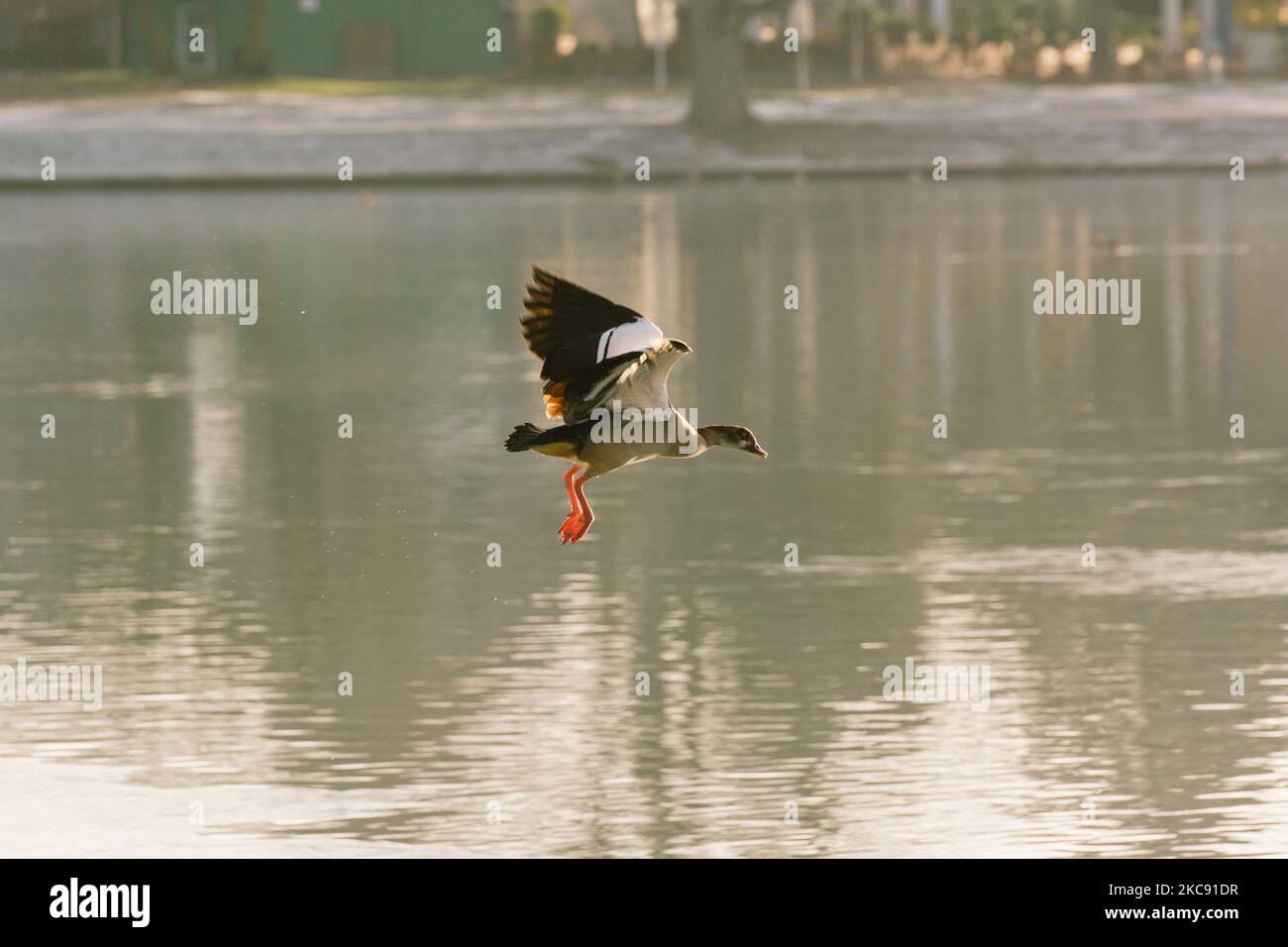 a goose flies in the mid of air at Hiroshima Nagasaki park in Cologne ...