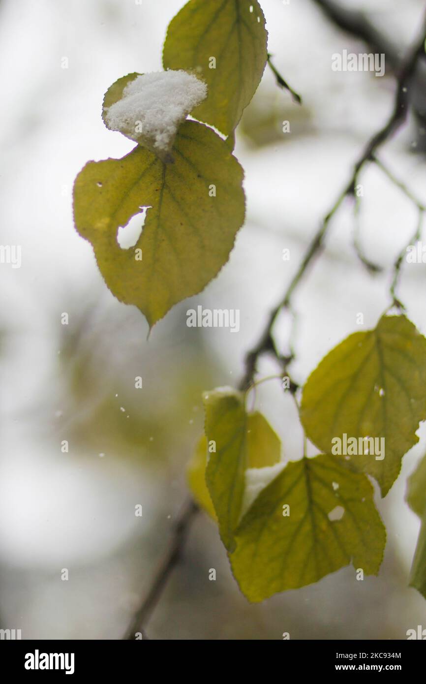 A vertical closeup shot of rounded green leaves with snow on thin tree ...