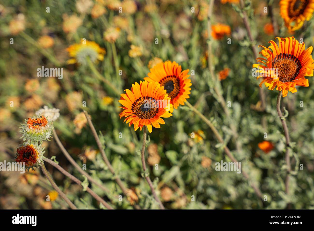 A closeup shot of blooming small orange daisies on a field Stock Photo ...
