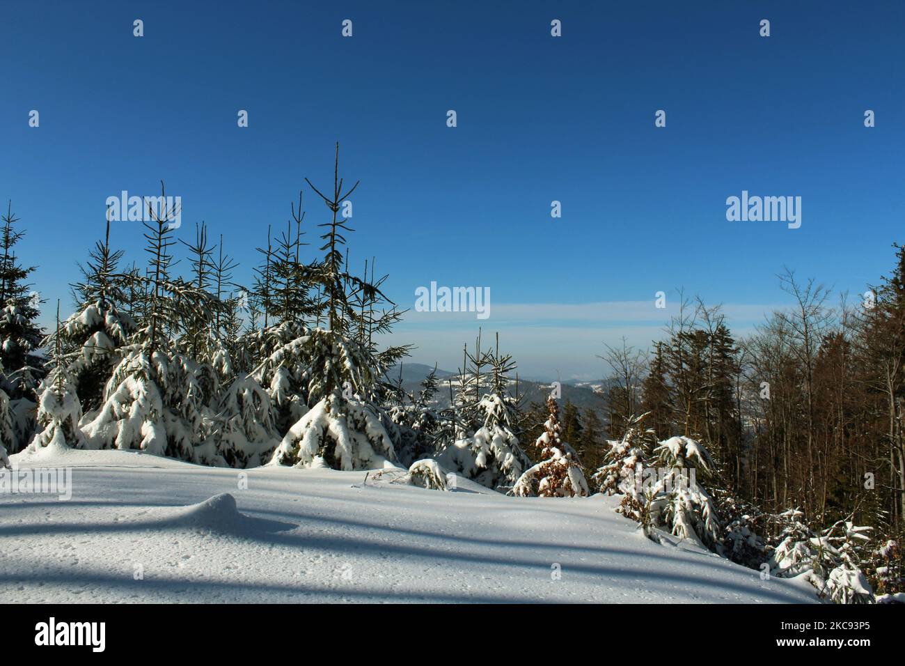 A beautiful shot of a snowy field with snow-covered pine trees on the ...