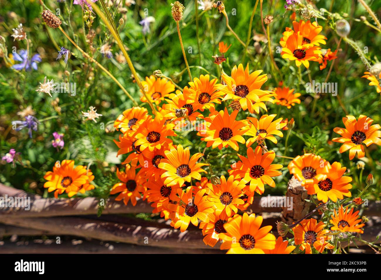 A closeup shot of blooming small orange daisies on a field Stock Photo ...
