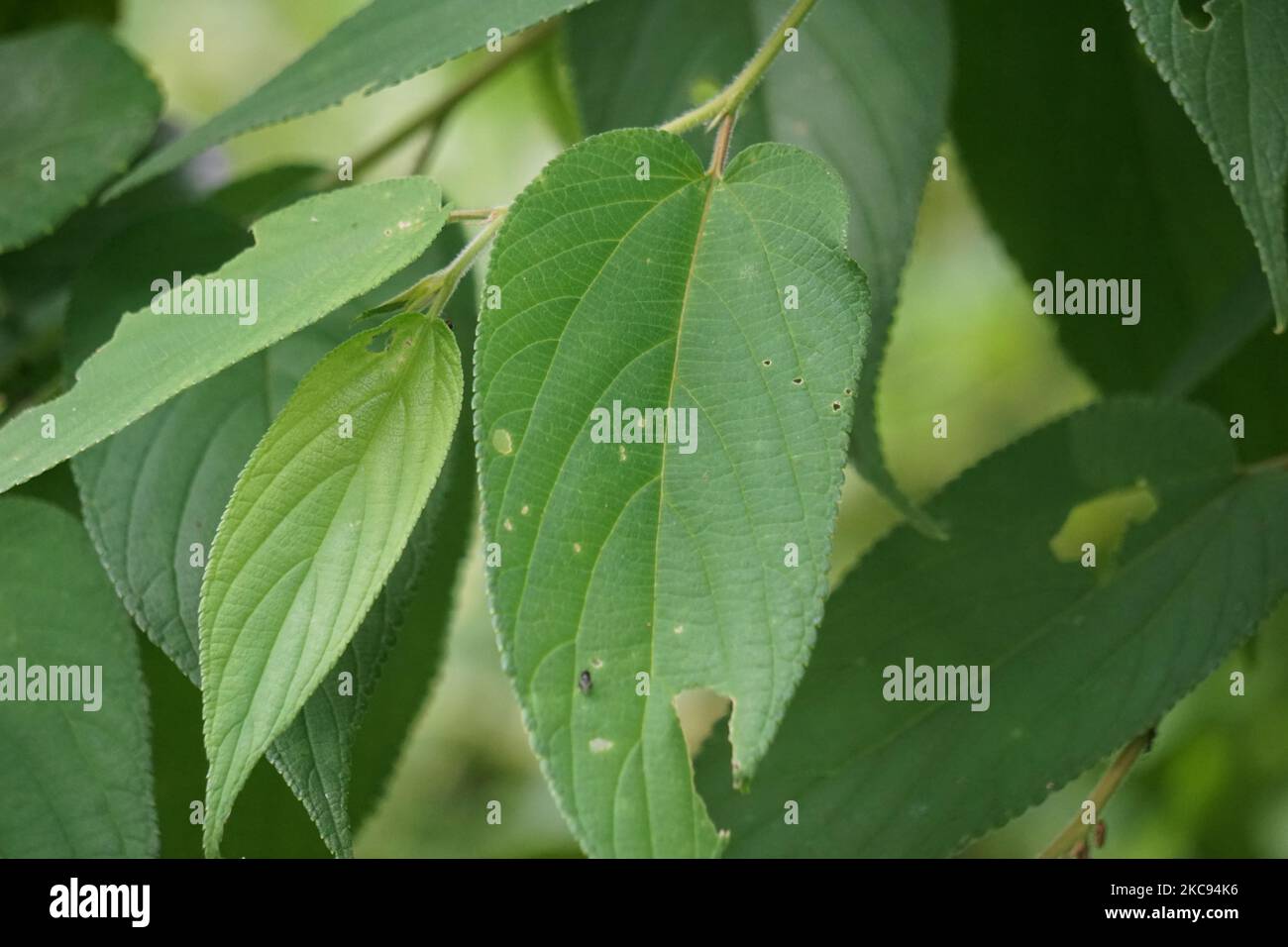 Trema orientale (also called Trema orientalis, Cannabaceae, charcoal ...