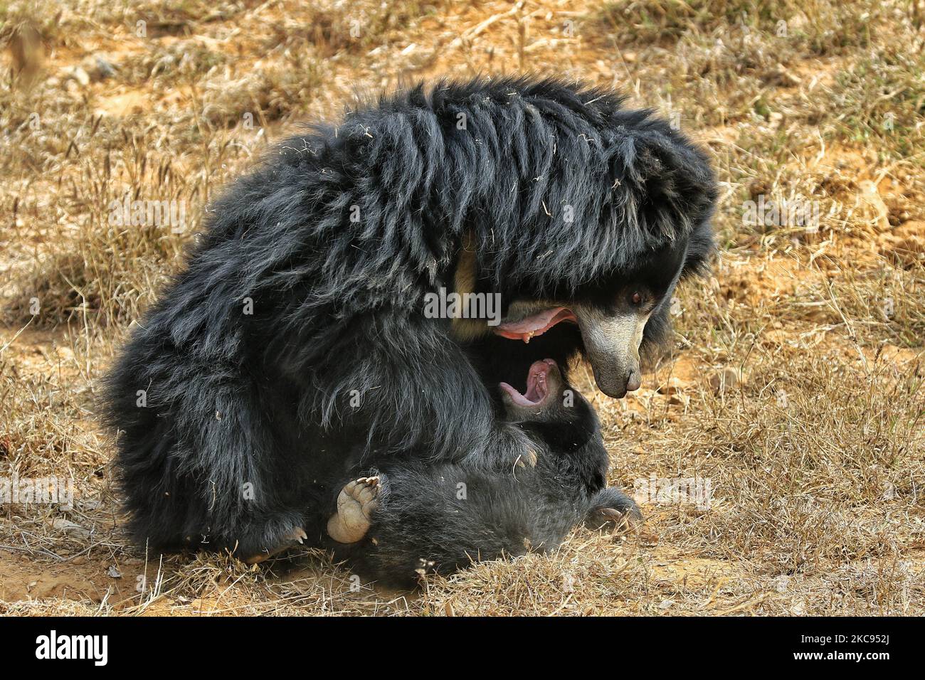 Nahargarh biological park hi-res stock photography and images - Alamy
