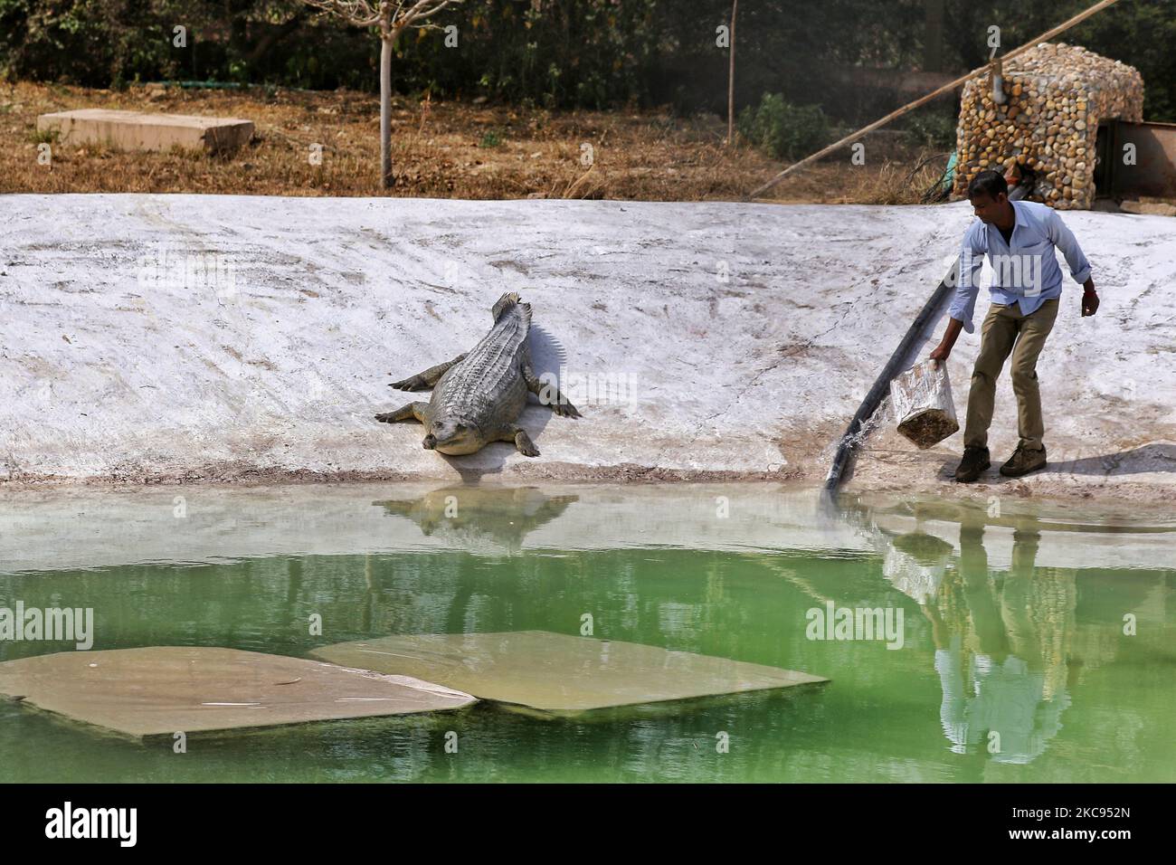 Enclosure of gharial hi-res stock photography and images - Alamy