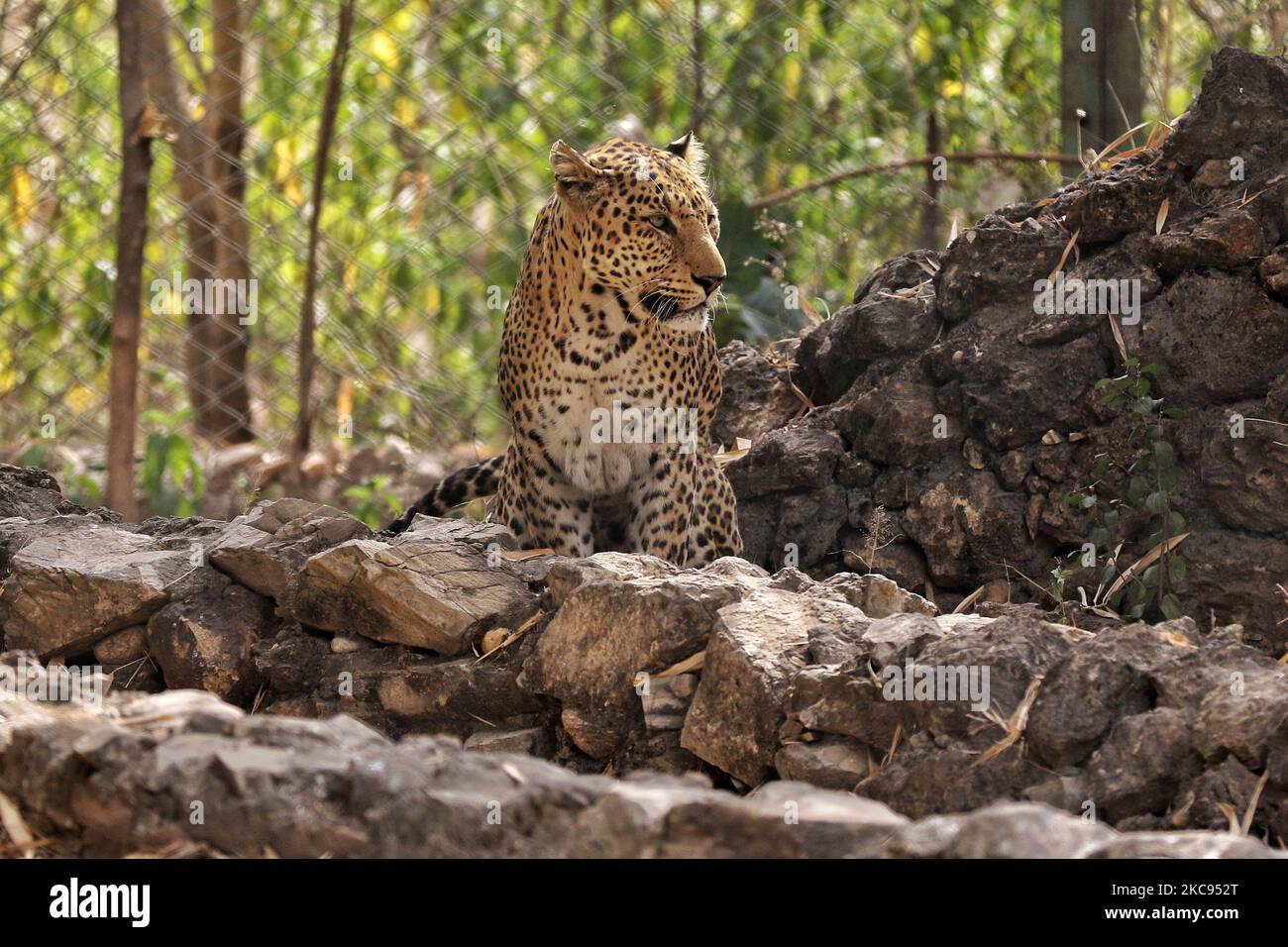 Nahargarh biological park hi-res stock photography and images - Alamy