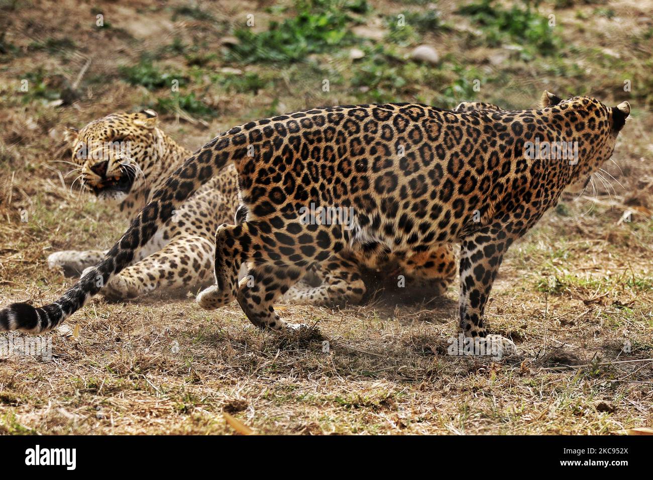 Leopards in india hi-res stock photography and images - Alamy