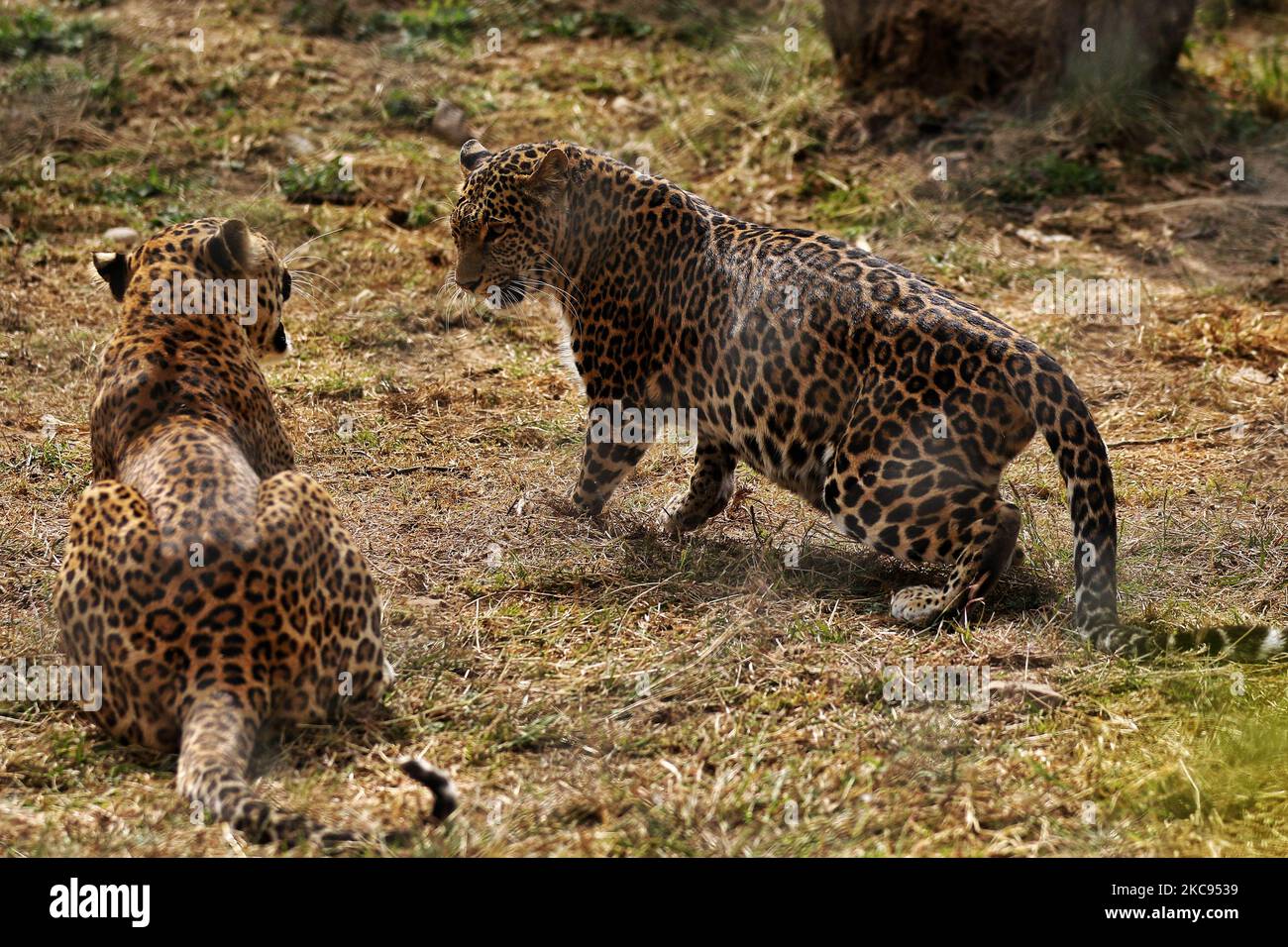 Leopards play inside an enclosure at Nahargarh Biological Park ' Zoo ...