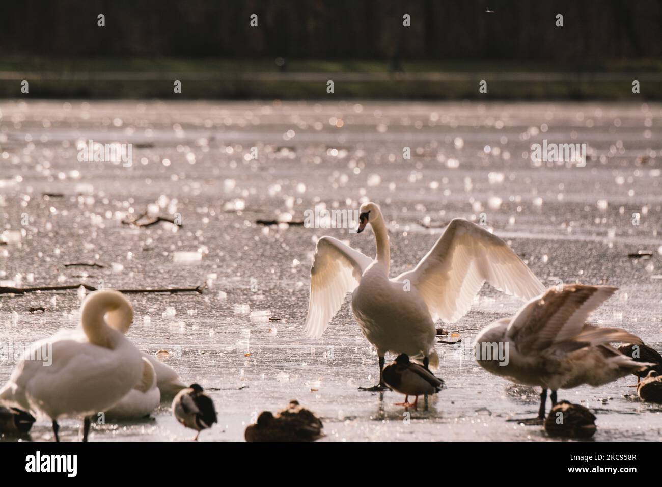 swans are seen inside the pond Decksteiner Weiher in Cologne, Germany ...