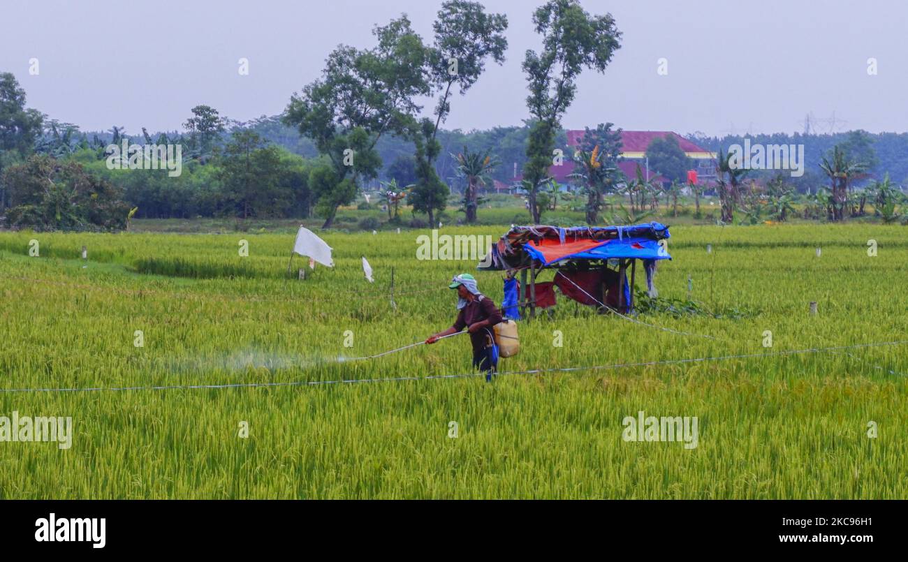 Indonesian ministry of agriculture hi-res stock photography and images ...