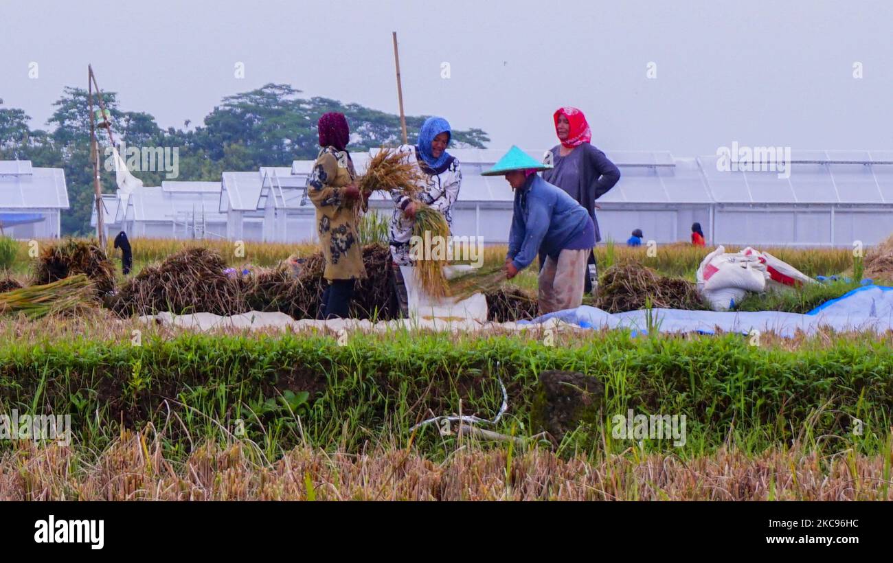 Farmers harvest rice in rice fields in Bogor, West Java, Indonesia ...