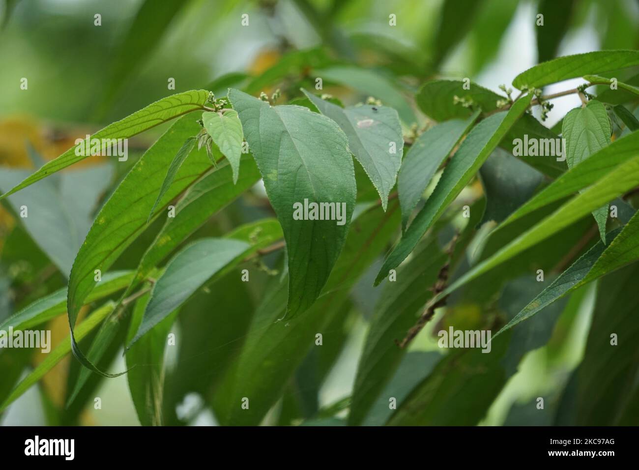 Trema orientale (also called Trema orientalis, Cannabaceae, charcoal ...