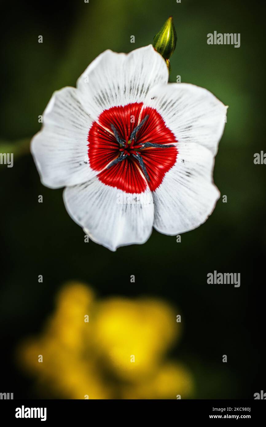 A vertical close-up of a white Linum (flax) flower Stock Photo - Alamy