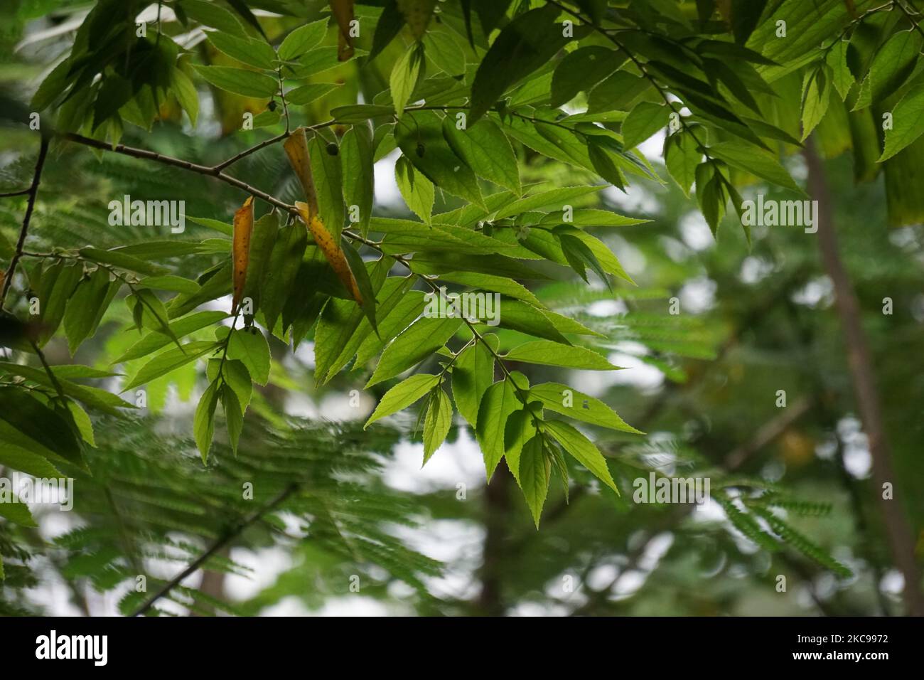 Trema orientale (also called Trema orientalis, Cannabaceae, charcoal ...