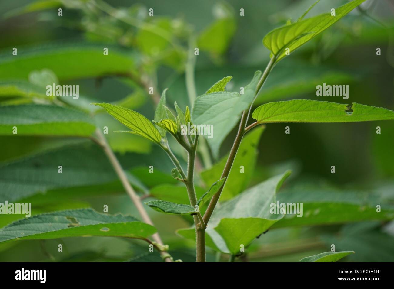 Trema orientale (also called Trema orientalis, Cannabaceae, charcoal ...