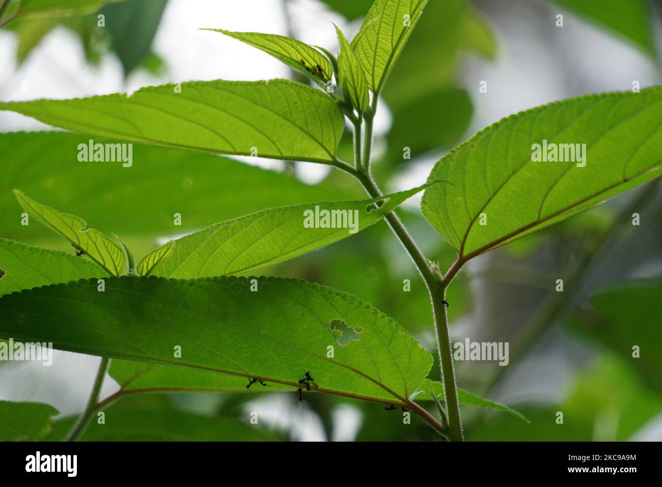 Trema orientale (also called Trema orientalis, Cannabaceae, charcoal ...
