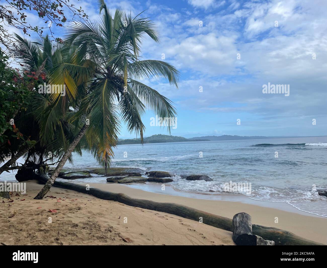 A sandy beach with beautiful palm trees against the blue bright sky in ...