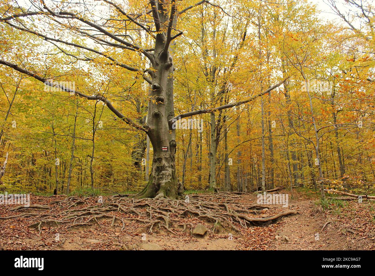 A beautiful tree with visible roots in a forest in autumn Stock Photo ...