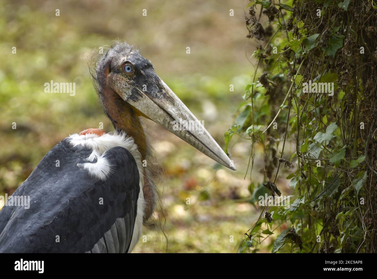 Greater adjutant stork inside an enclosure at Assam State Zoo, in ...