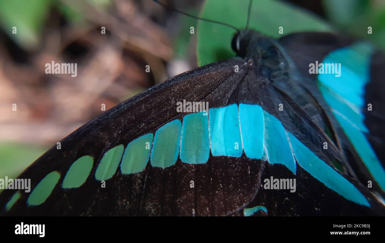 Graphium sarpedon, the common bluebottle or blue triangle butterfly ...